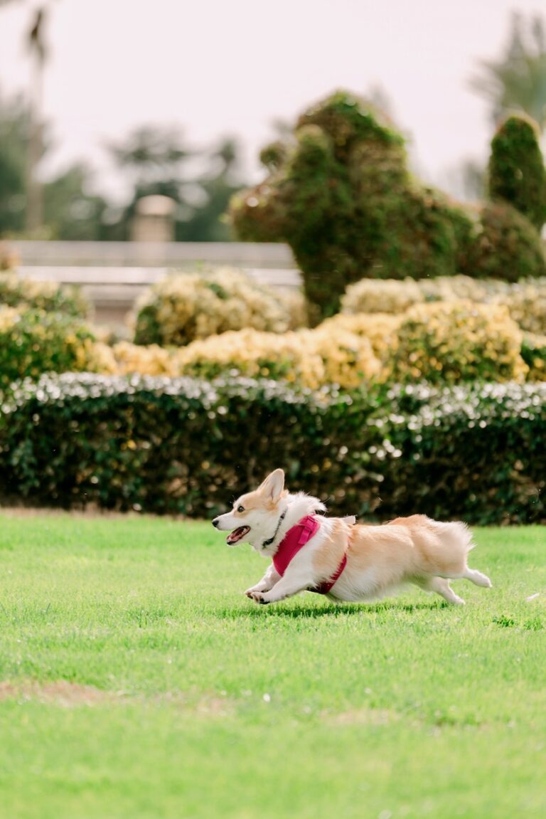 Winter Corgi Nationals at Santa Anita Park - Arcadia, CA - The Global ...