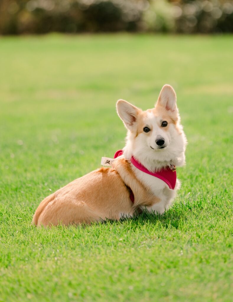 Winter Corgi Nationals at Santa Anita Park - Arcadia, CA - The Global ...
