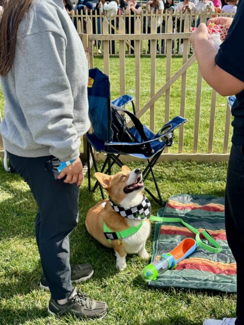 Winter Corgi Nationals at Santa Anita Park - Arcadia, CA - The Global ...