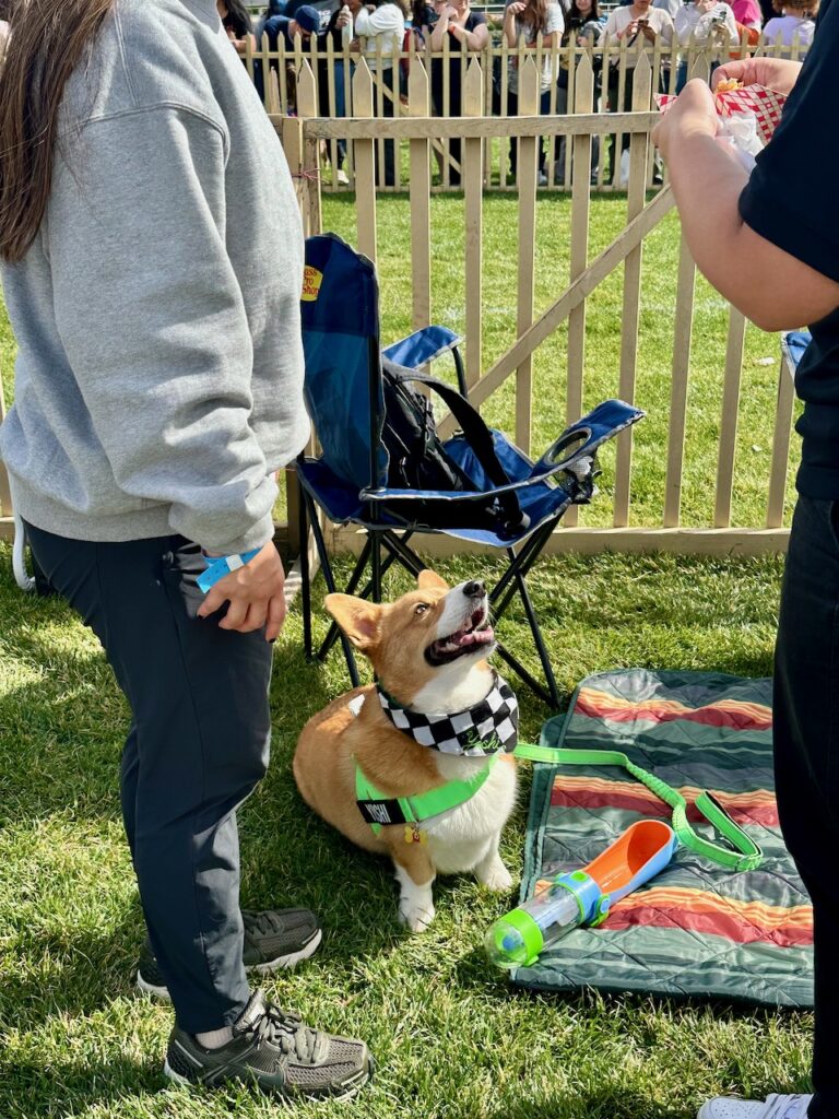 Winter Corgi Nationals at Santa Anita Park - Arcadia, CA - The Global ...