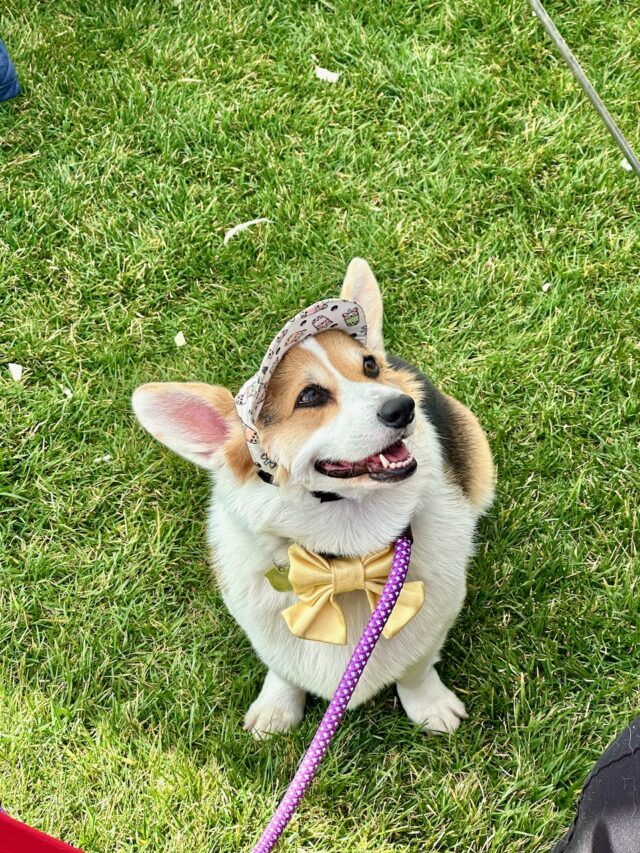 Winter Corgi Nationals at Santa Anita Park - Arcadia, CA - The Global ...