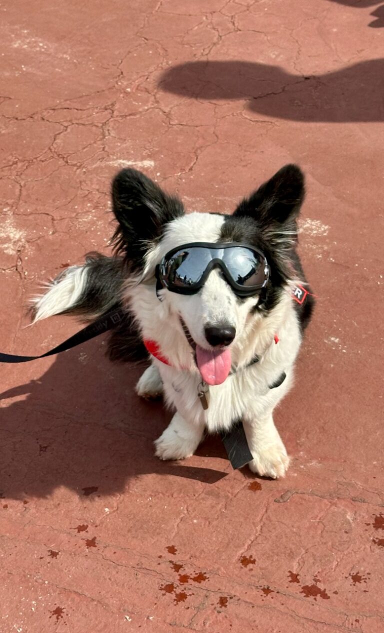 Winter Corgi Nationals at Santa Anita Park - Arcadia, CA - The Global ...