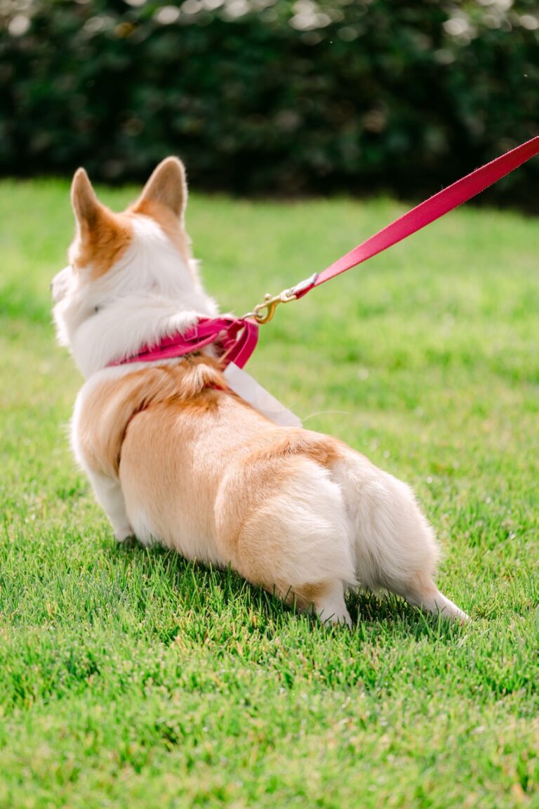 Winter Corgi Nationals at Santa Anita Park - Arcadia, CA - The Global ...