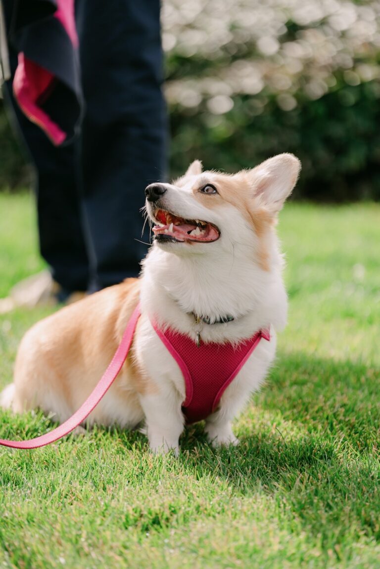 Winter Corgi Nationals at Santa Anita Park - Arcadia, CA - The Global ...