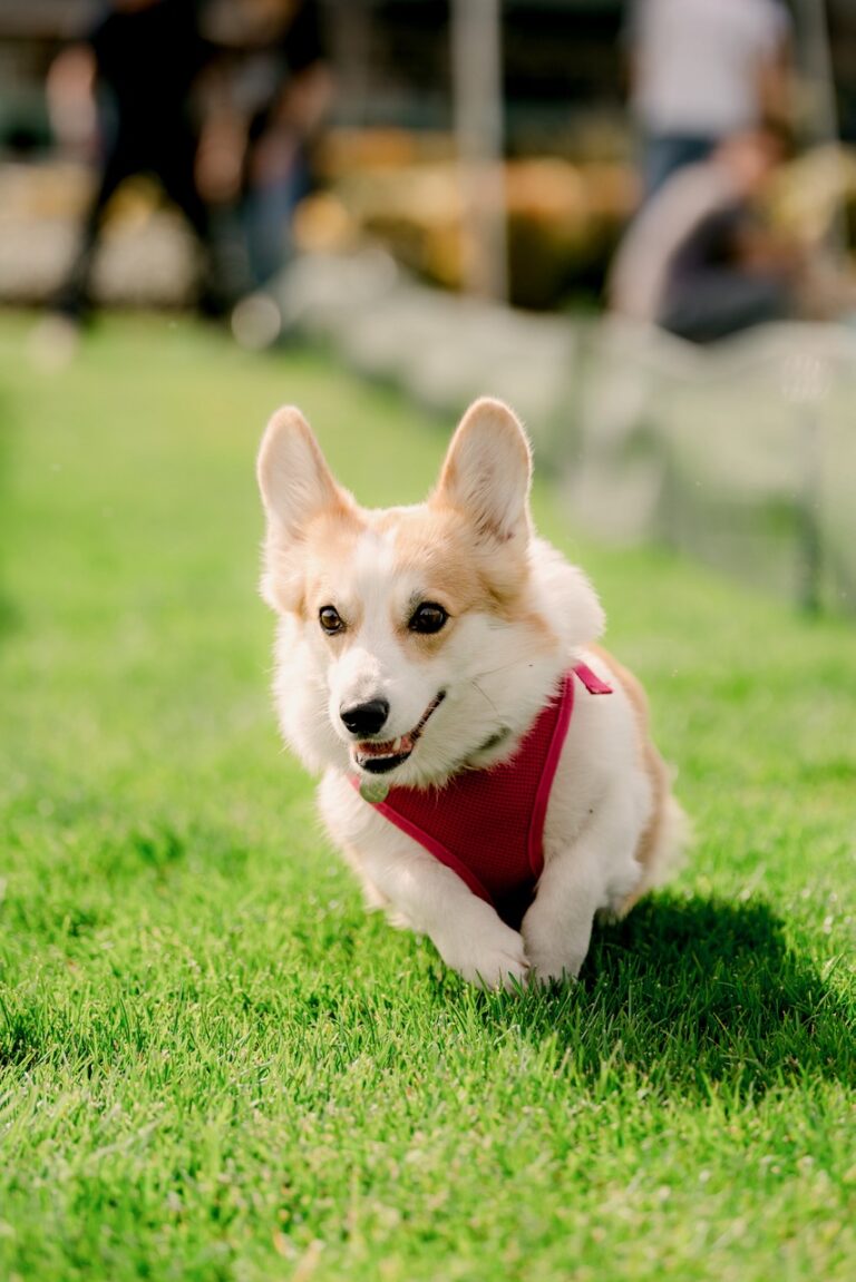 Winter Corgi Nationals at Santa Anita Park - Arcadia, CA - The Global ...